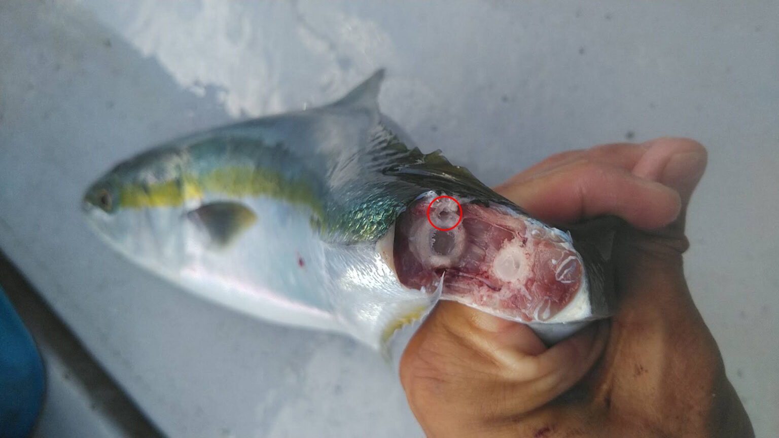 伊勢湾ジギングでブリ降臨！ジグを飛ばしてからのフォールでヒット！秋の釣りは気持ちいい！in LEON – Hapyson