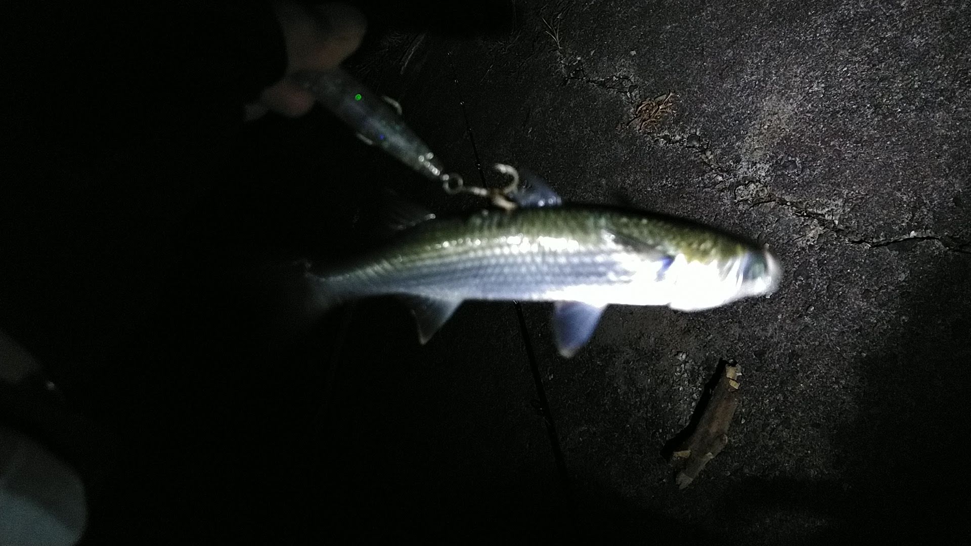 天白川シーバス超有名ポイントで良型ヒット！ボラの大群押し寄せる中でマービー50で攻略！ – Hapyson