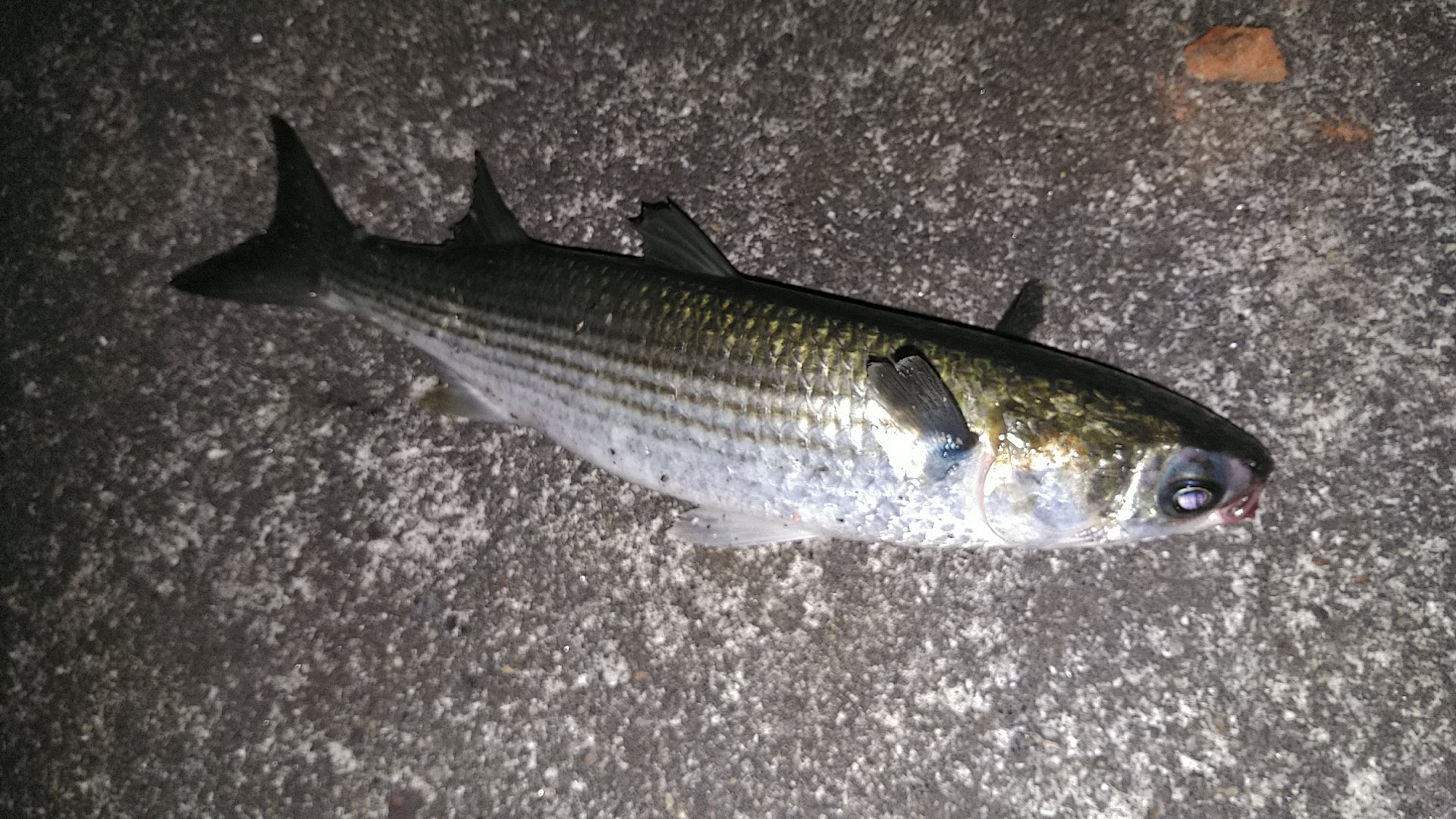 天白川シーバス超有名ポイントで良型ヒット！ボラの大群押し寄せる中でマービー50で攻略！ – Hapyson