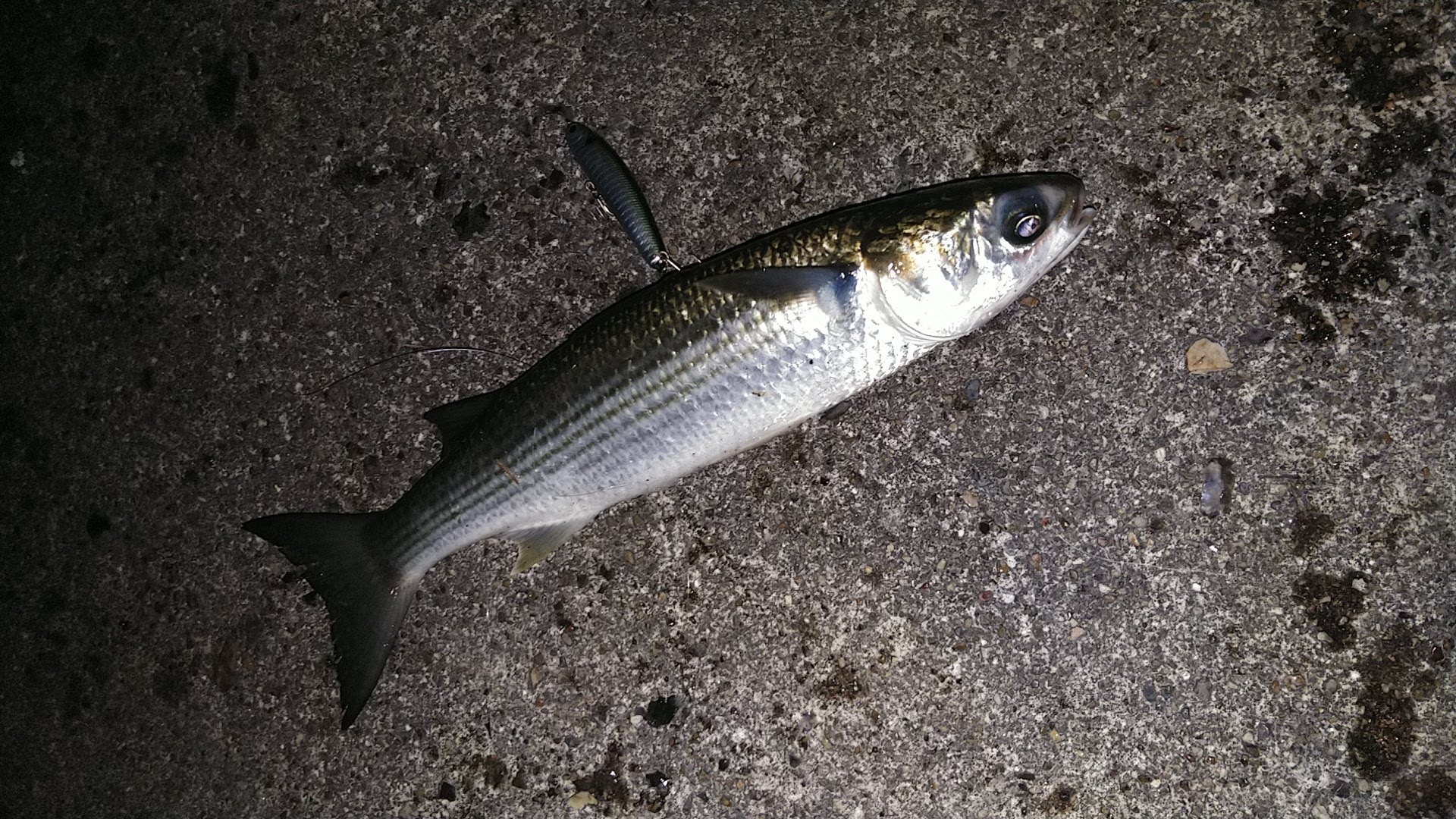 天白川シーバス超有名ポイントで良型ヒット！ボラの大群押し寄せる中でマービー50で攻略！ – Hapyson